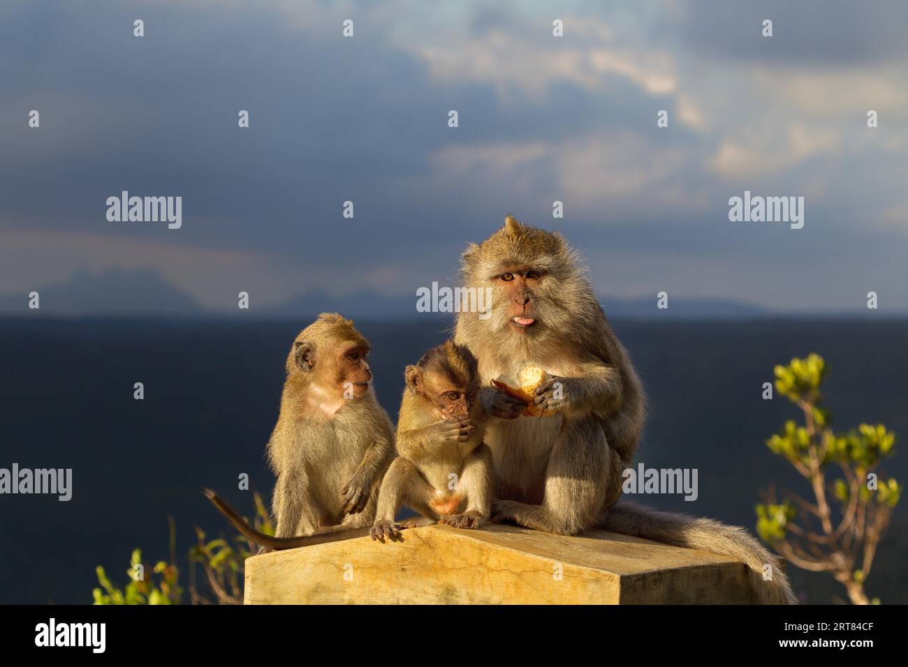 Family of crab-eating macaques (Macaca fascicularis) in the Black River ...