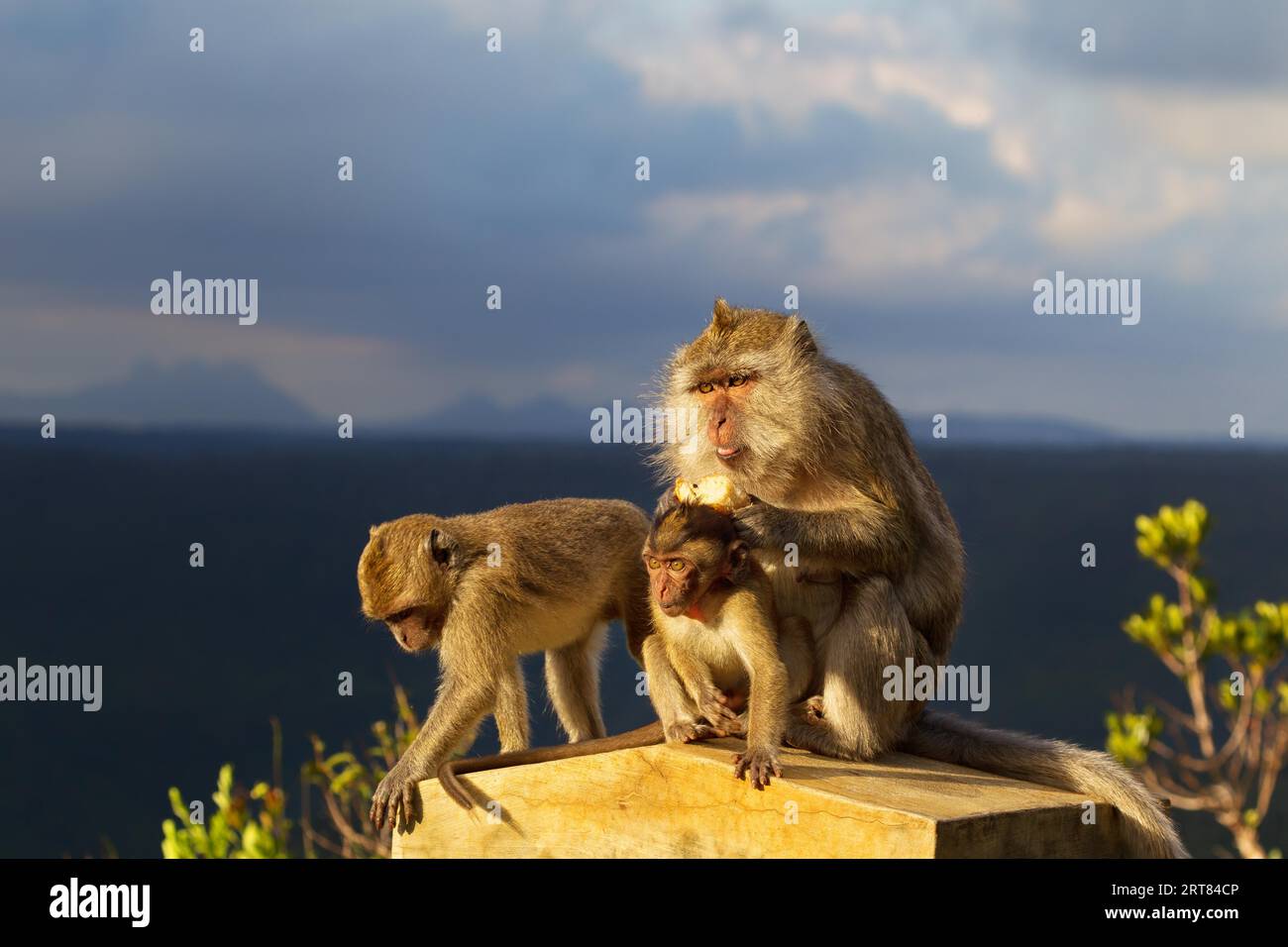 Family of crab-eating macaques (Macaca fascicularis) in the Black River ...