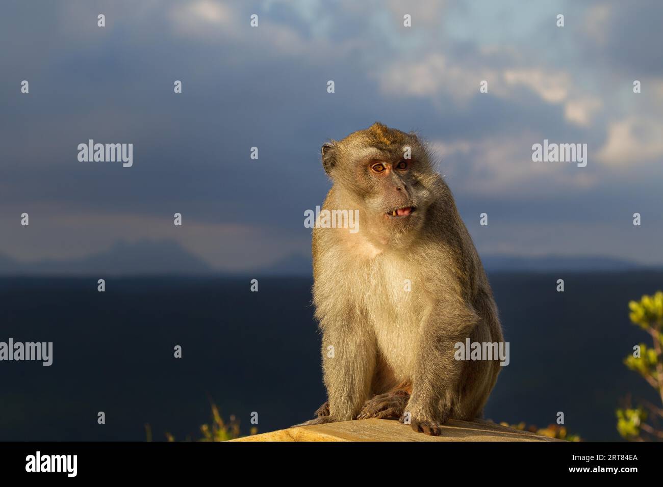 Crab-eating macaque (Macaca fascicularis) in the Black River Gorges ...
