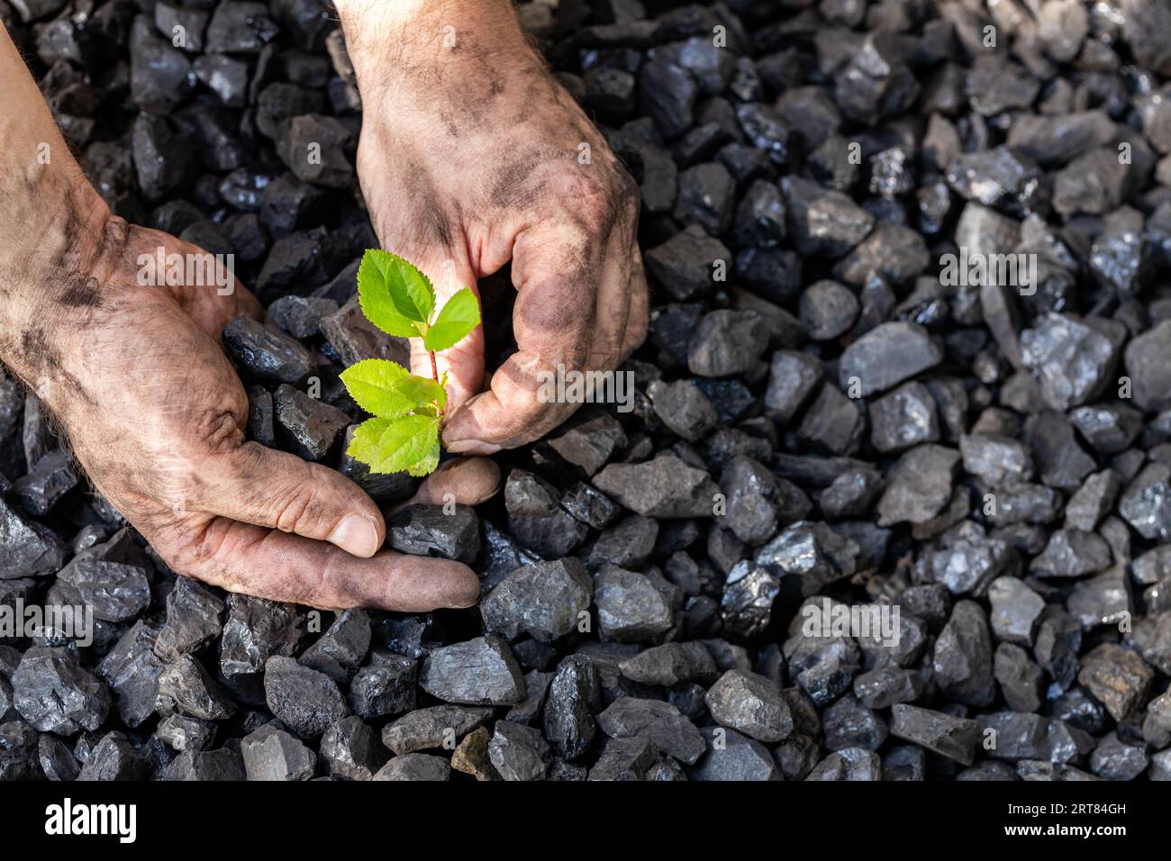 hands of a miner planting a green plant on a coal heap, Environmental ...