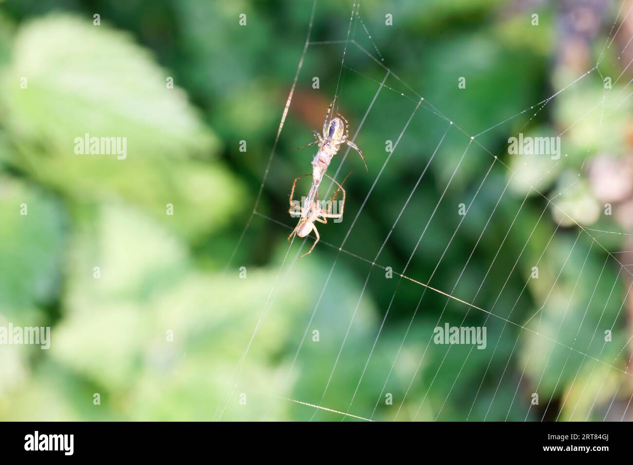 Two spiders in pre-mating with a fly wrapped in silk Stock Photo - Alamy