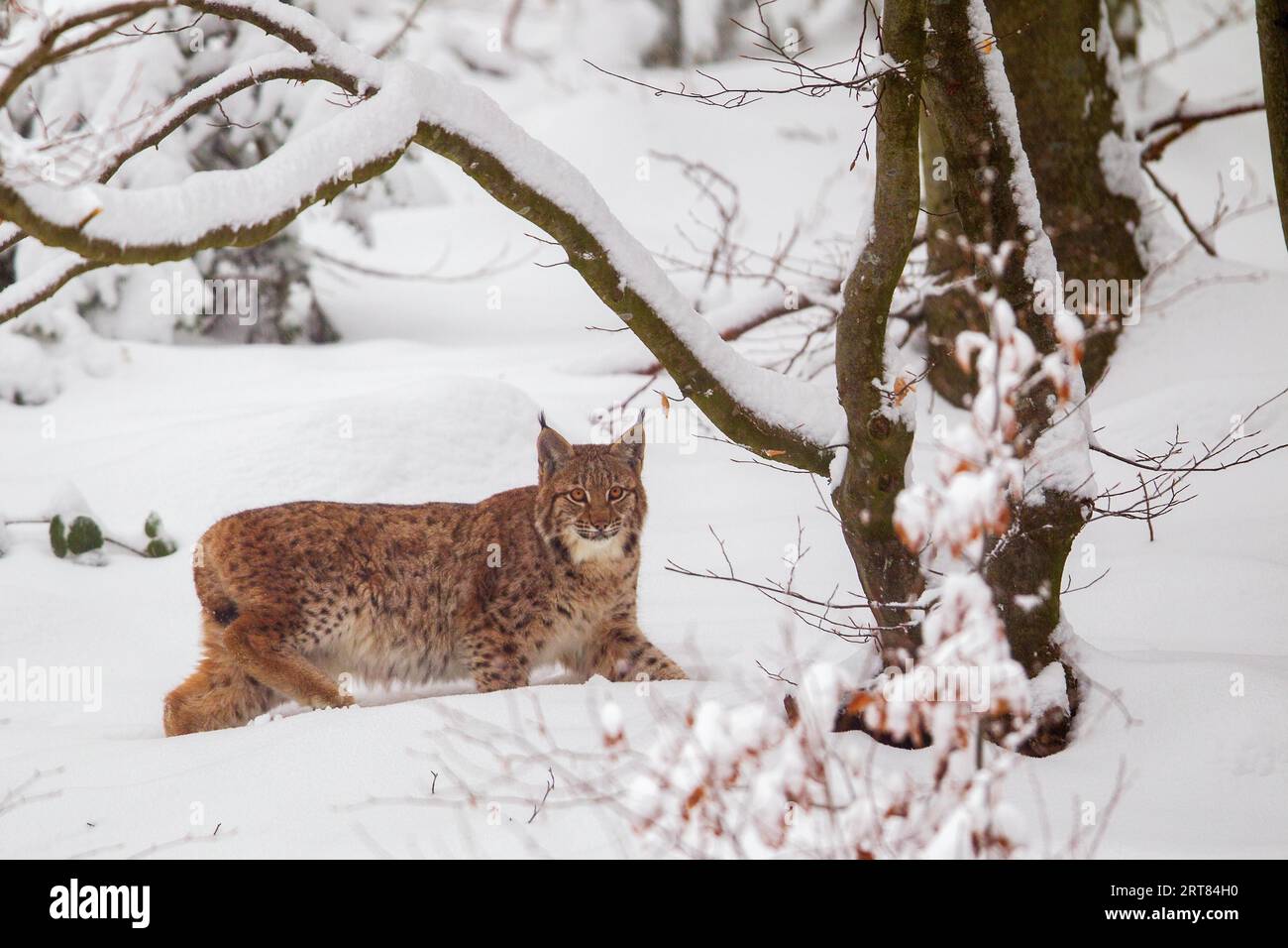 Lynx (Lynx lynx) in winter in the animal enclosure in the Bavarian ...