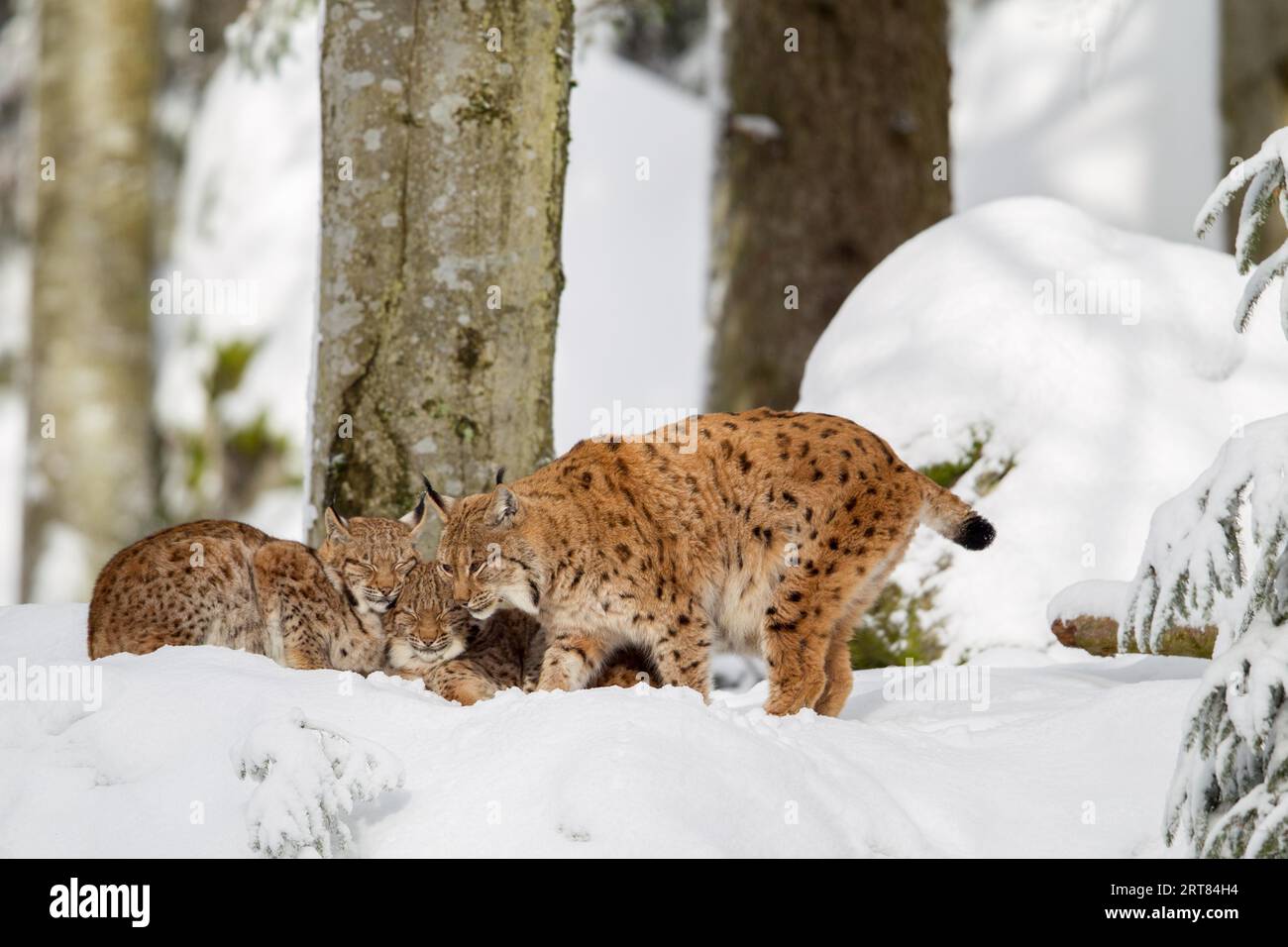 Mother and baby lynx hi-res stock photography and images - Alamy