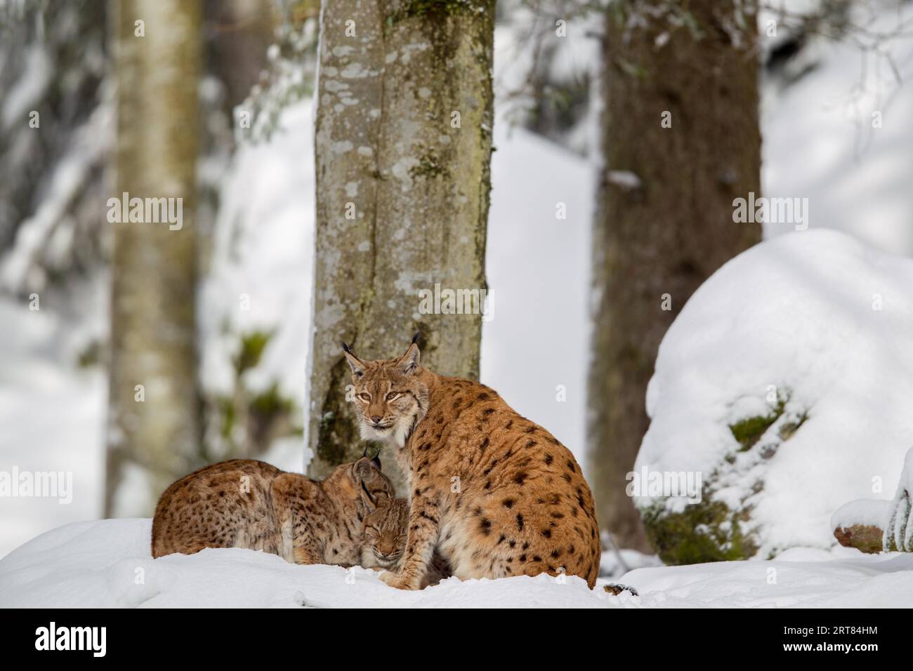 Lynx, mother with two cubs, in winter in the open-air animal enclosure ...