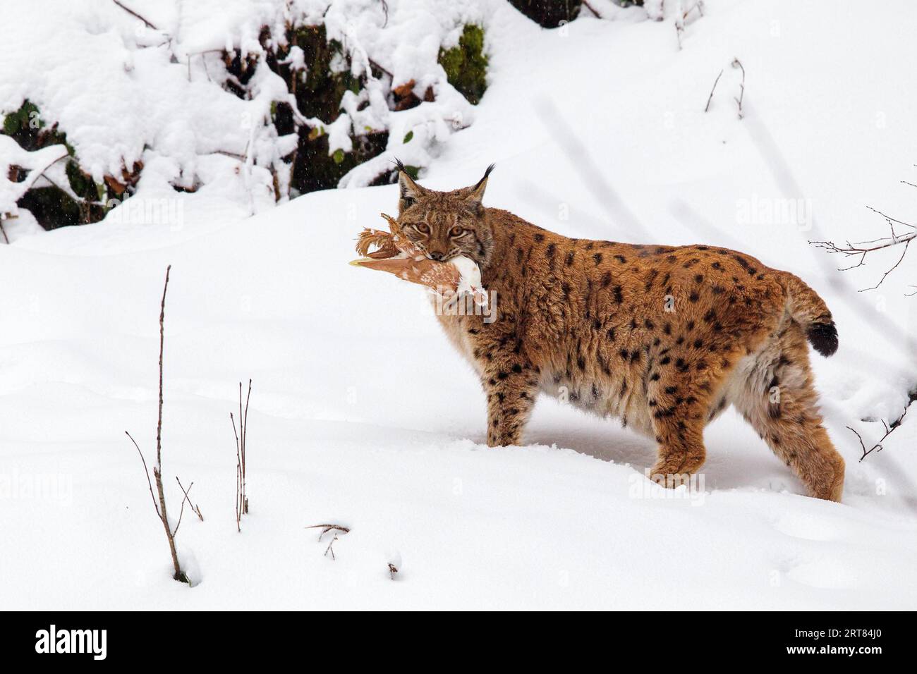 Lynx with prey in its mouth in winter in an open-air animal enclosure ...
