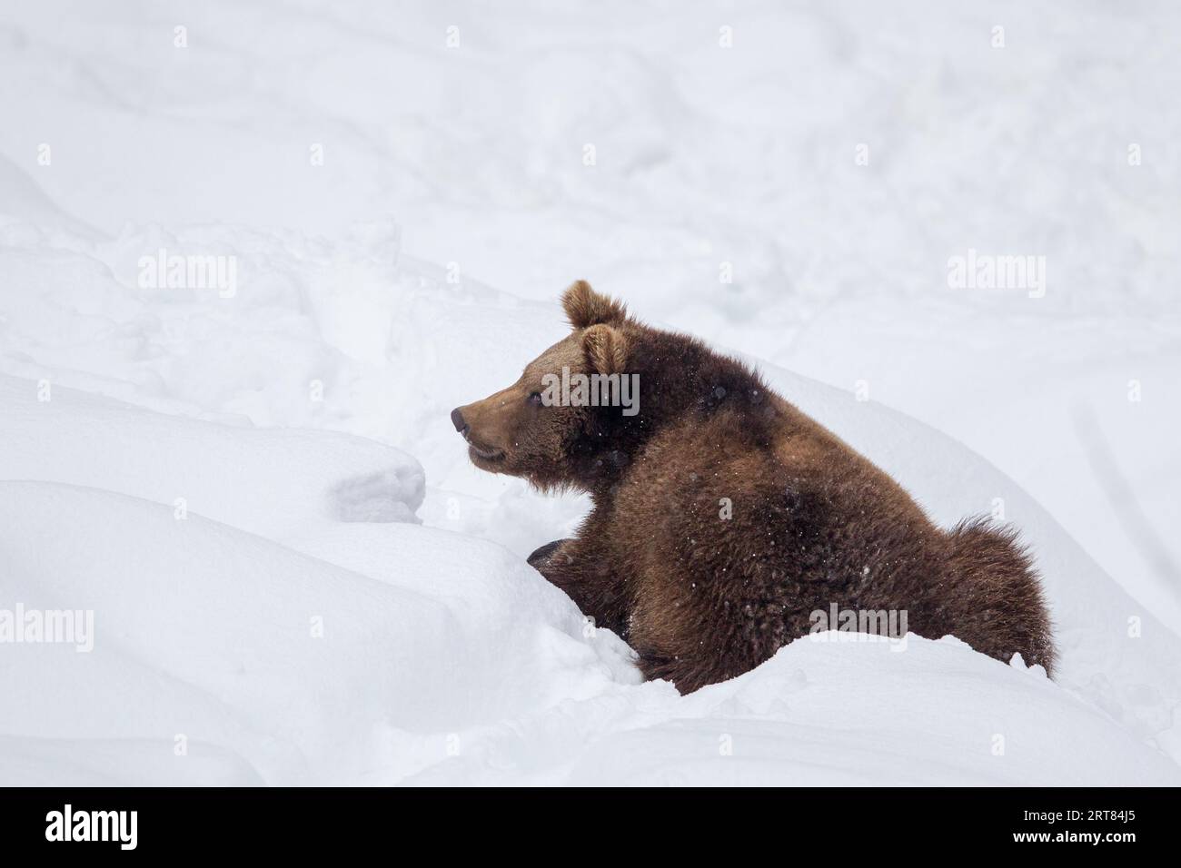 Brown bear (Ursus arctos) in winter in the outdoor animal enclosure in ...