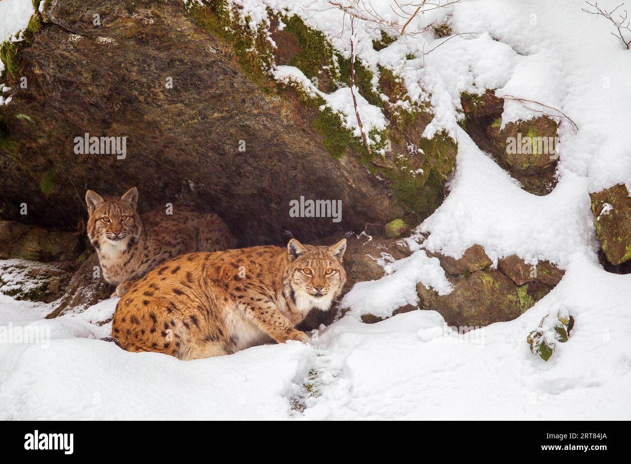 Two lynxes (Lynx lynx), mother with young, in winter in the open-air ...