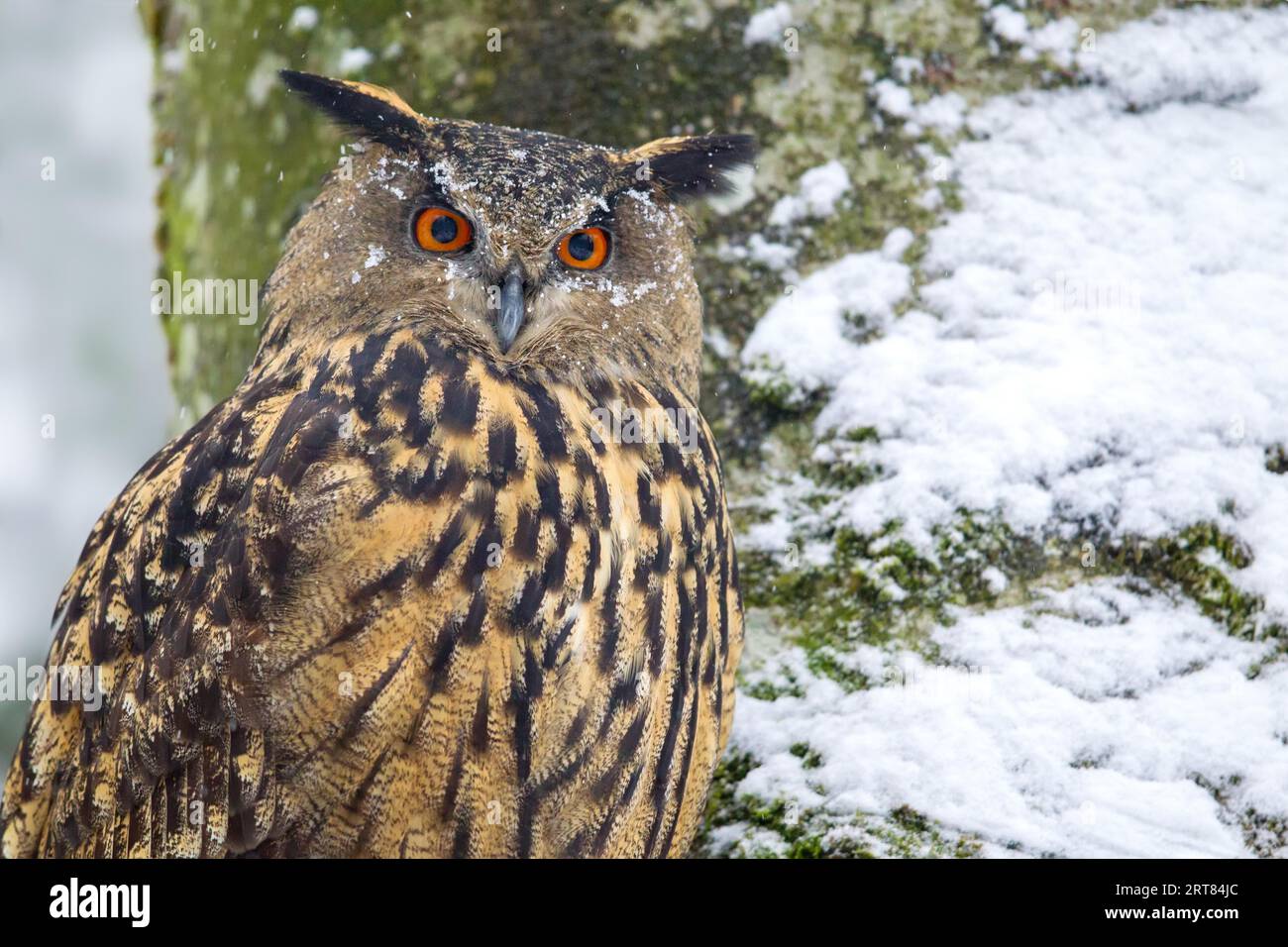 Eurasian eagle-owl (Bubo bubo) in winter in the outdoor animal ...