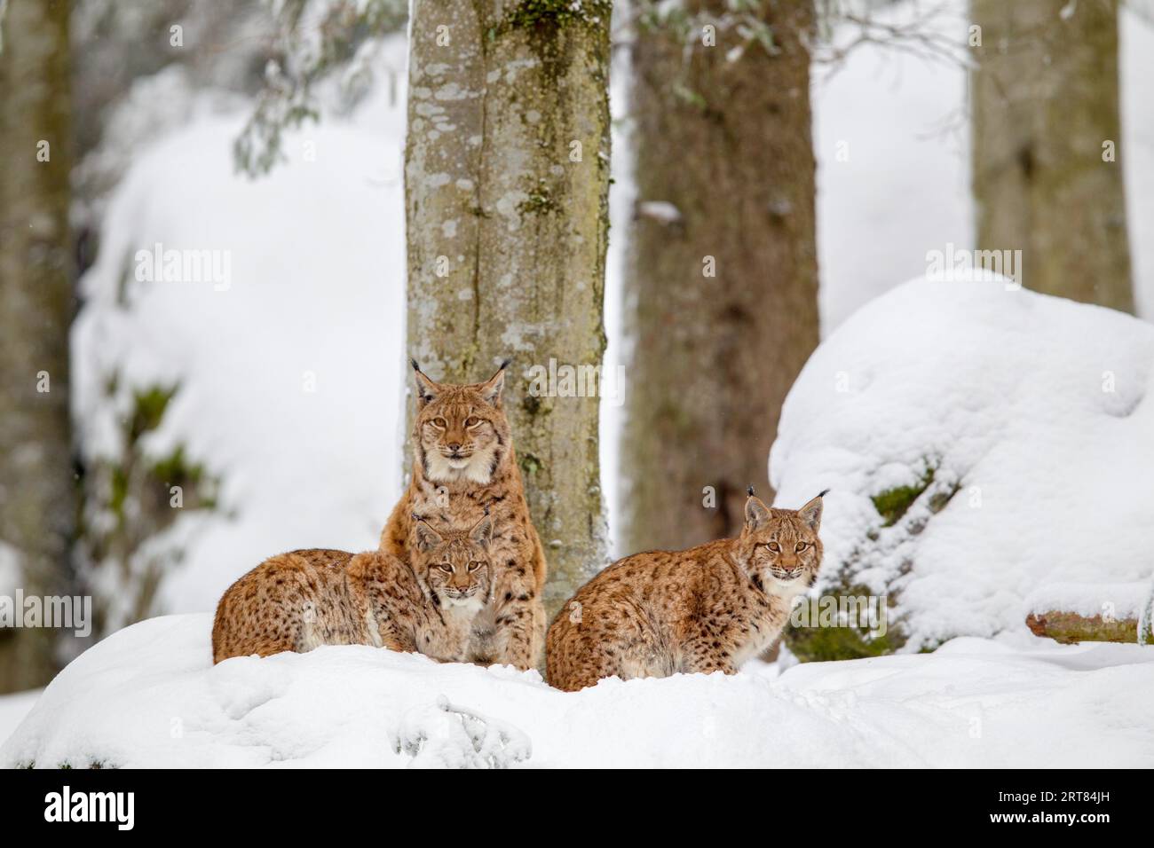 Lynx, mother with two cubs, in winter in the open-air animal enclosure ...
