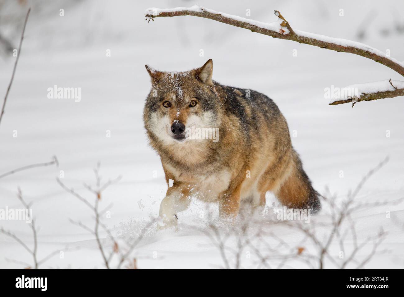 Gray wolf (Canis lupus) in winter in the outdoor animal enclosure in ...