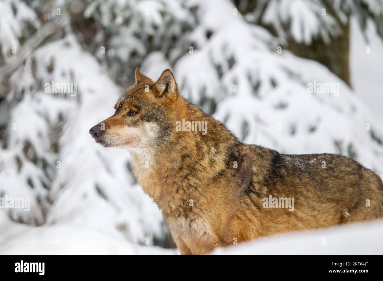 Gray wolf (Canis lupus) in winter in the outdoor animal enclosure in ...