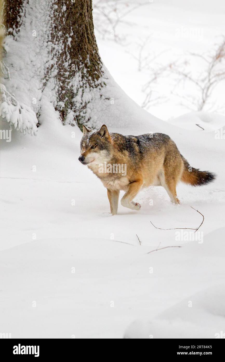 Gray wolf (Canis lupus) in winter in the outdoor animal enclosure in ...