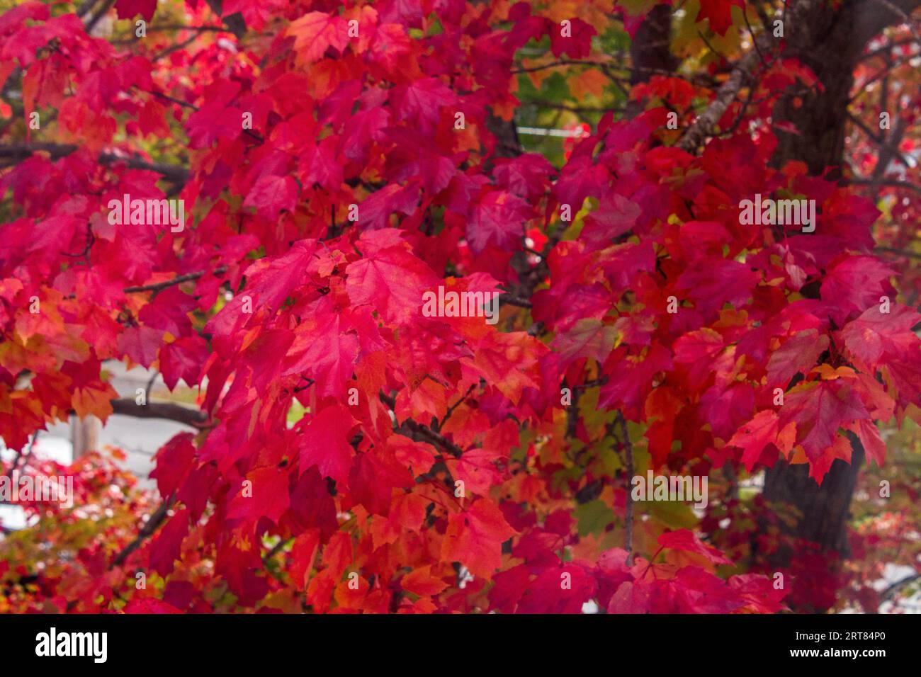 New brunswick tree canada hi-res stock photography and images - Alamy