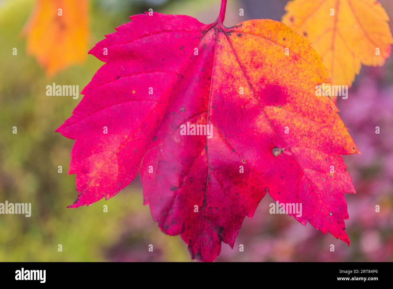 Maple leaves turning red hi-res stock photography and images - Alamy