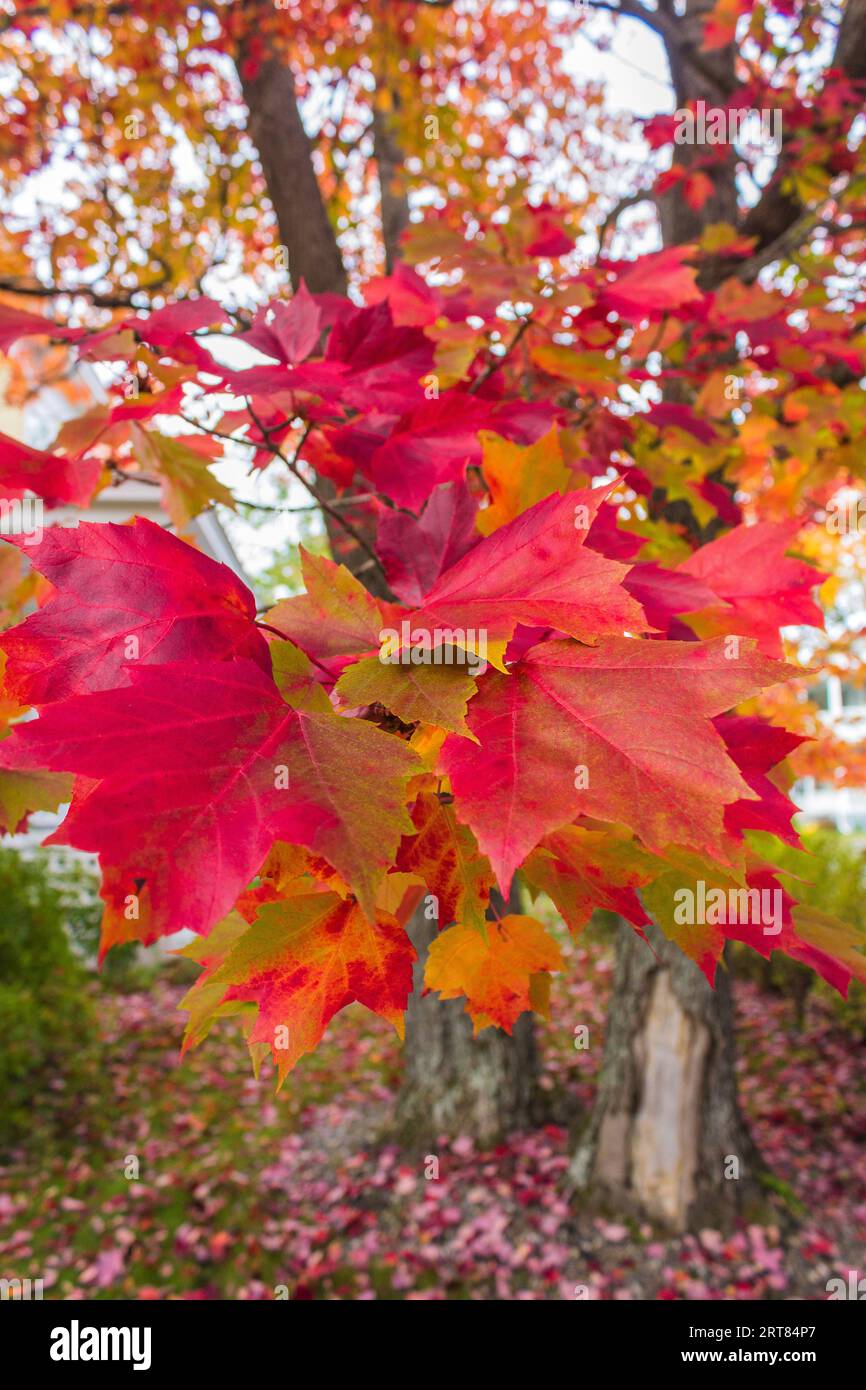 Cluster of red and orange maple leaves on a tree in autumn, in Canada ...