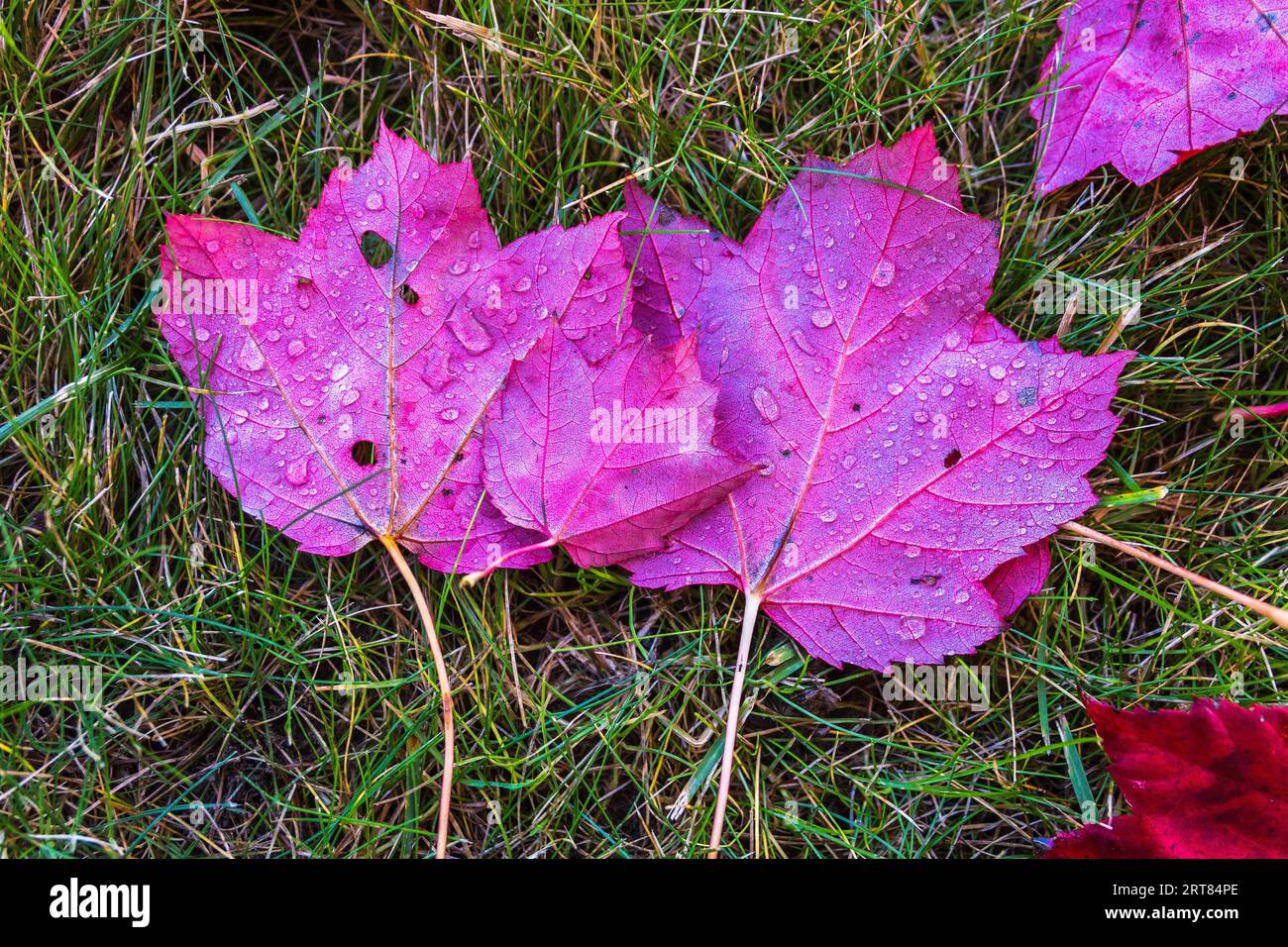 Leaves with red spots hi-res stock photography and images - Alamy