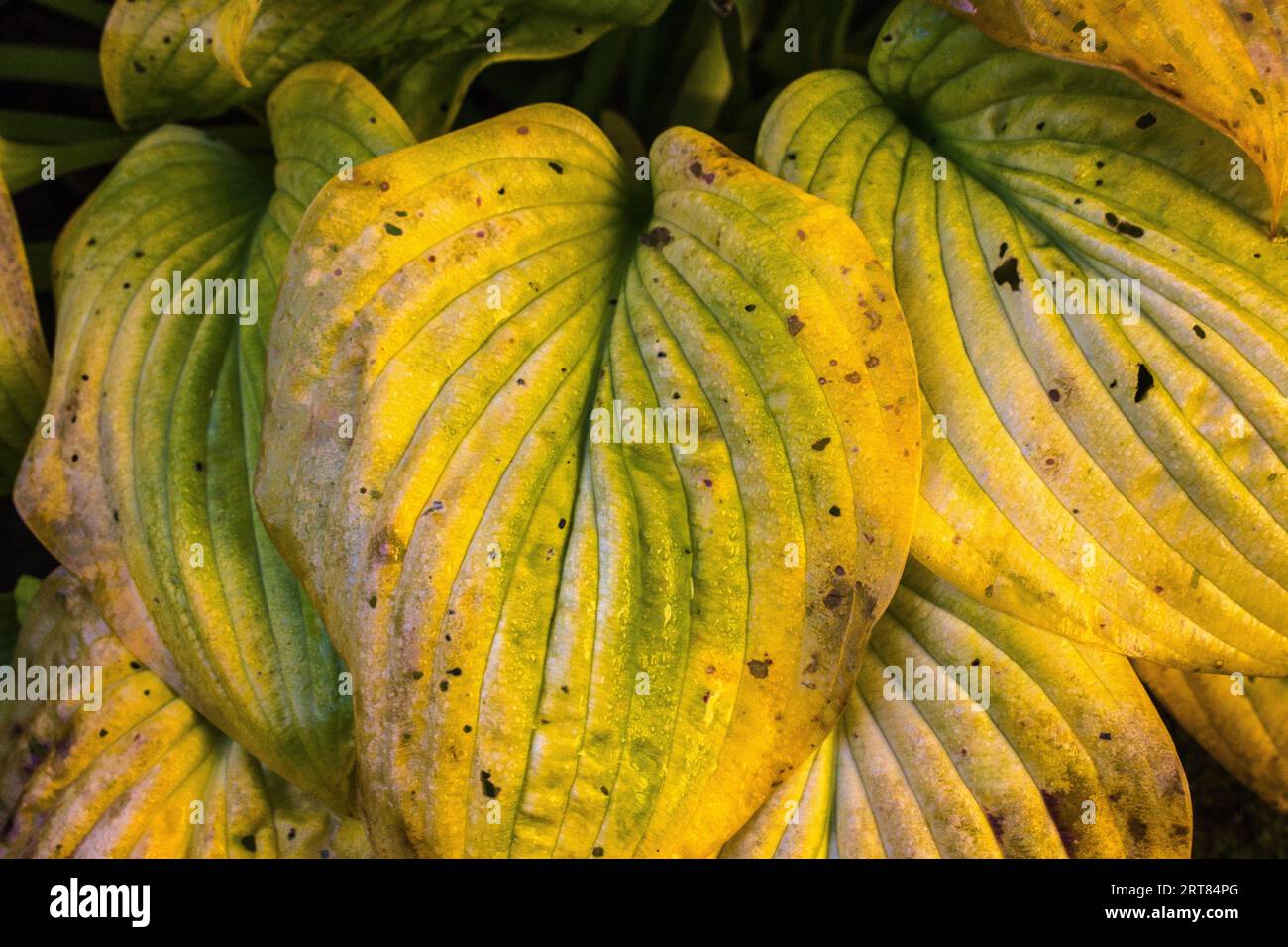 Decaying hosta leaves hi-res stock photography and images - Alamy