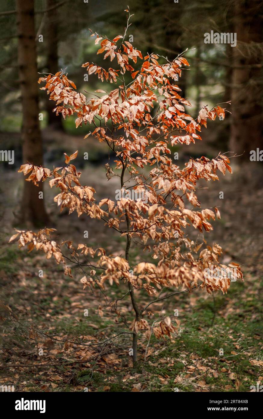 Small tree with withered leaves Stock Photo - Alamy
