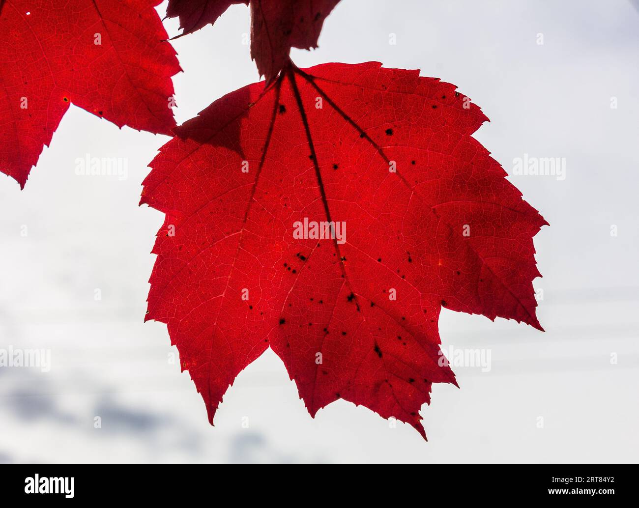 Colourful maple leaf hi-res stock photography and images - Alamy