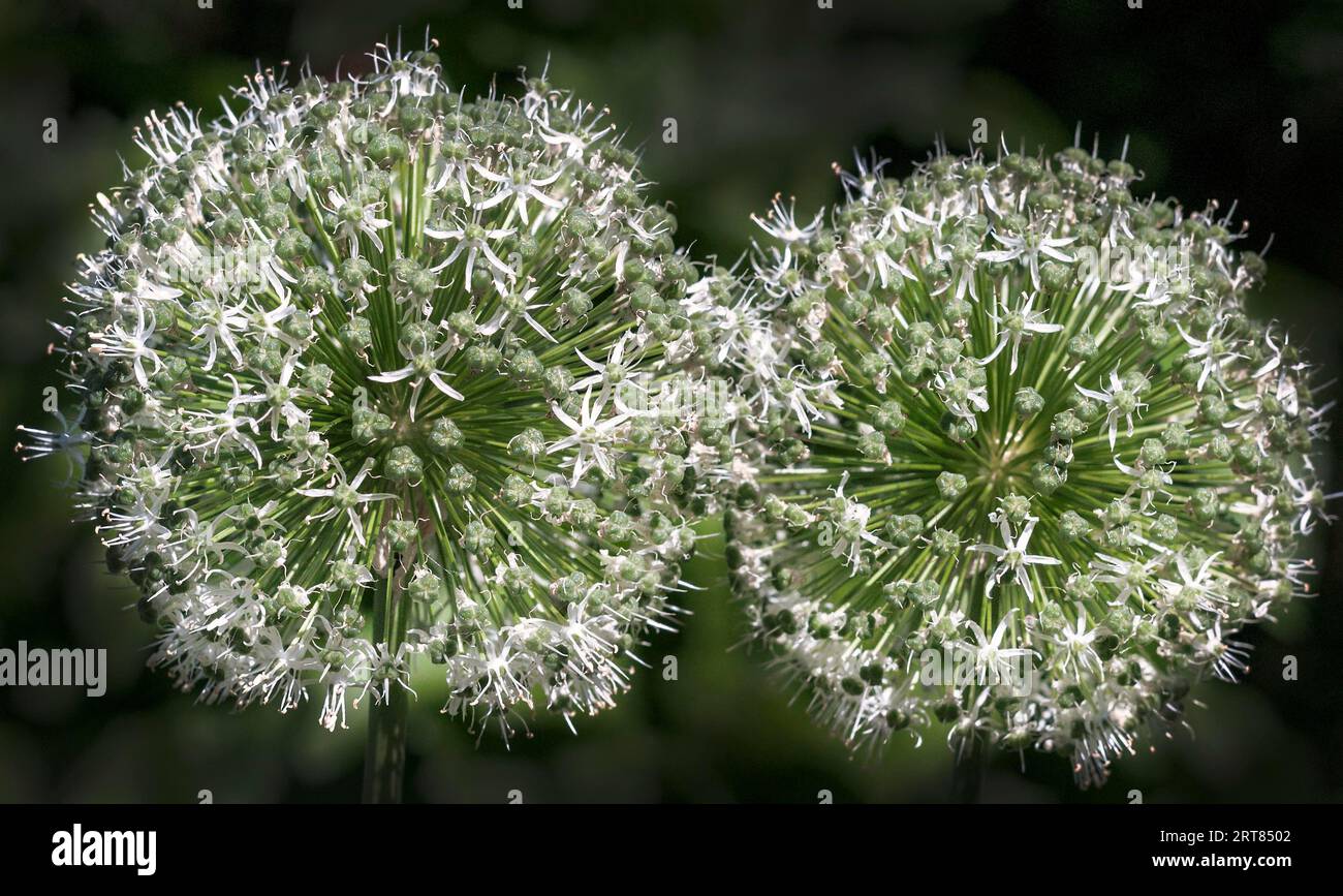 Garden contrast hi-res stock photography and images - Alamy
