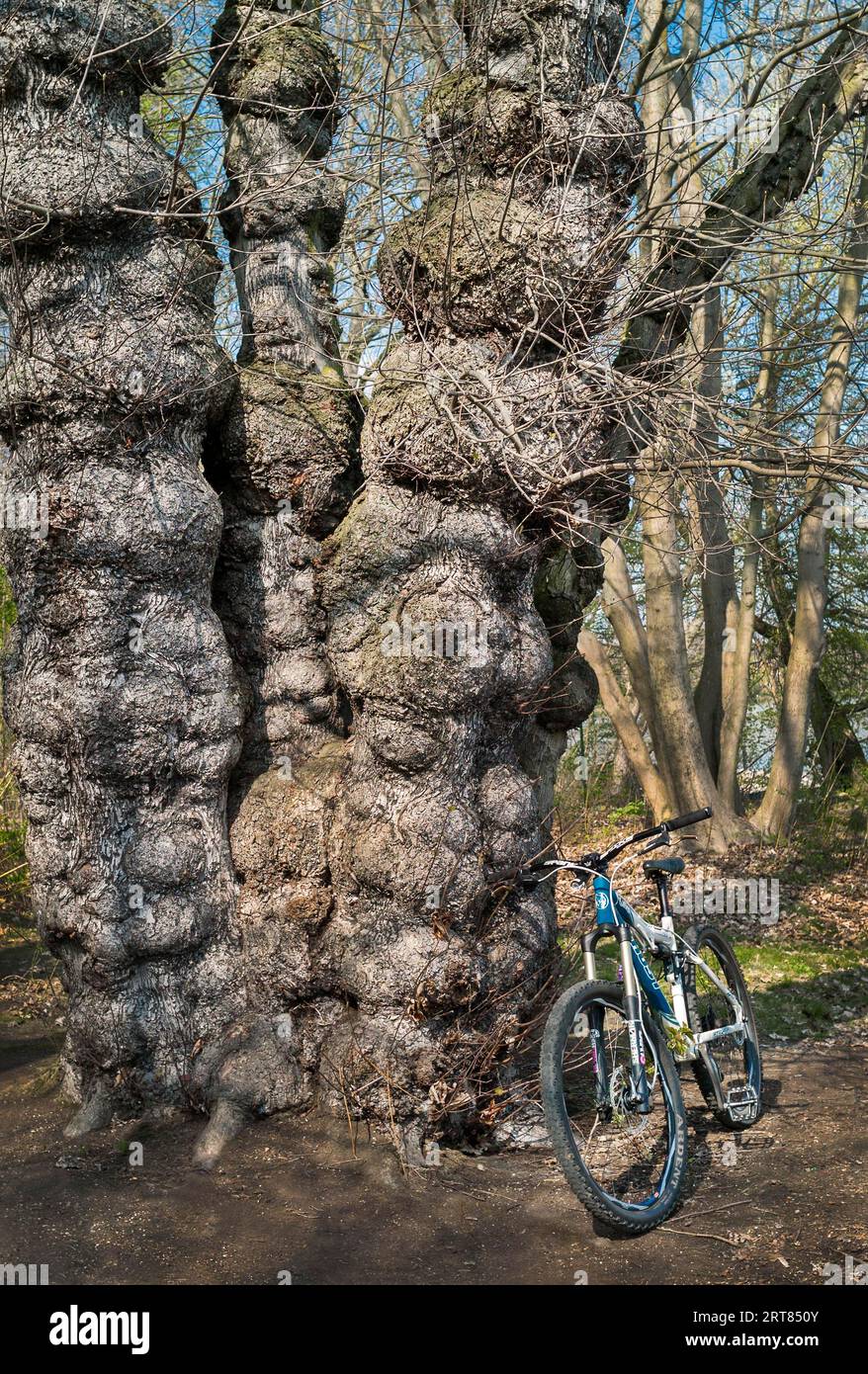 Life cycle of tree hi-res stock photography and images - Alamy