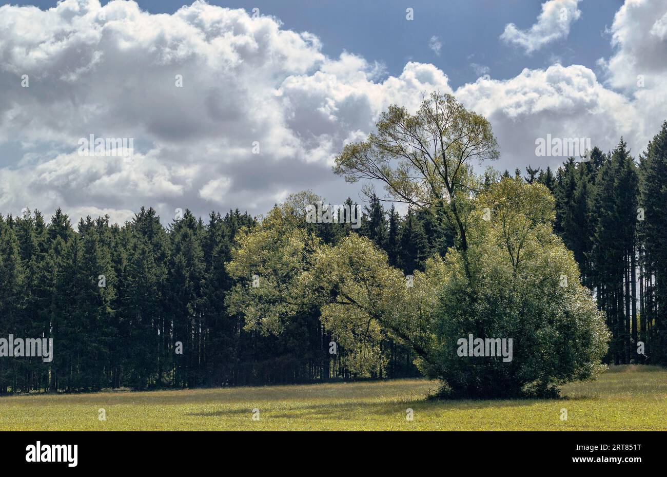 The tree in front of the forest Stock Photo - Alamy