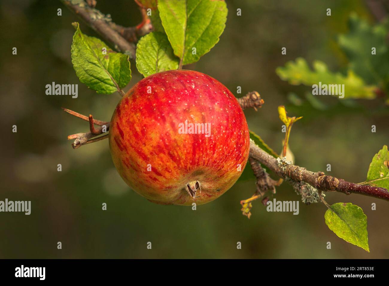 Wild apple hi-res stock photography and images - Alamy