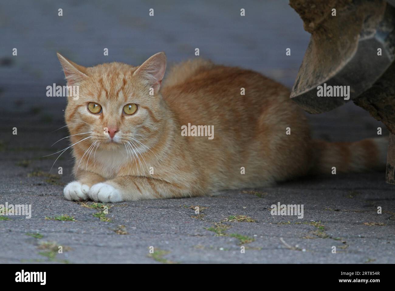 Roter kater hi-res stock photography and images - Alamy