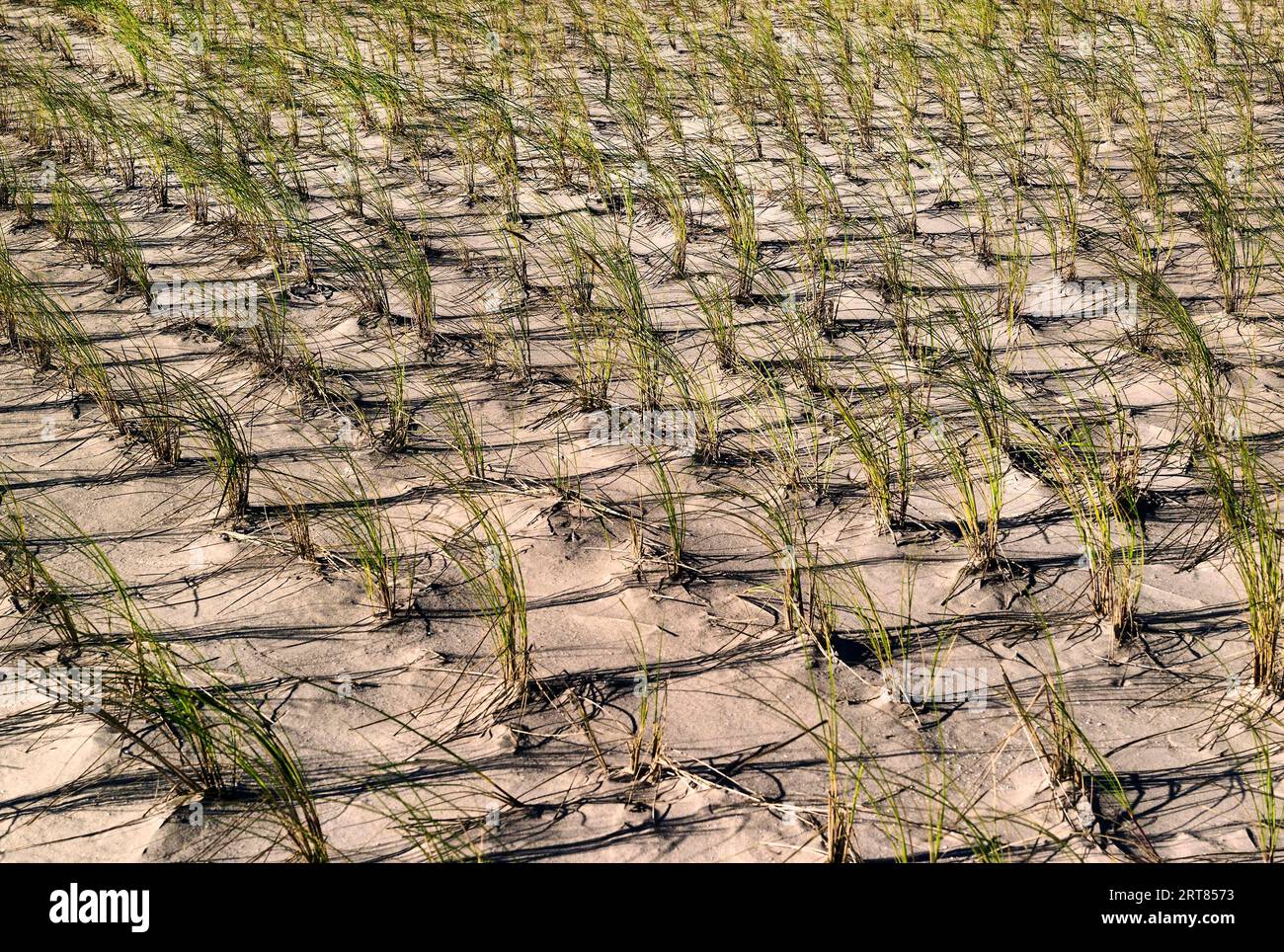 Ecological grass grass hi-res stock photography and images - Alamy
