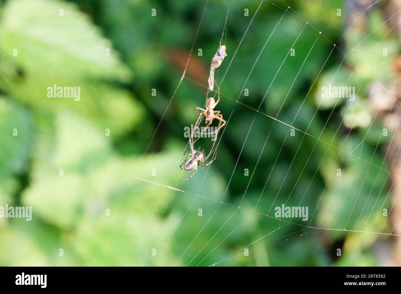 Two spiders in pre-mating with a fly wrapped in silk Stock Photo - Alamy