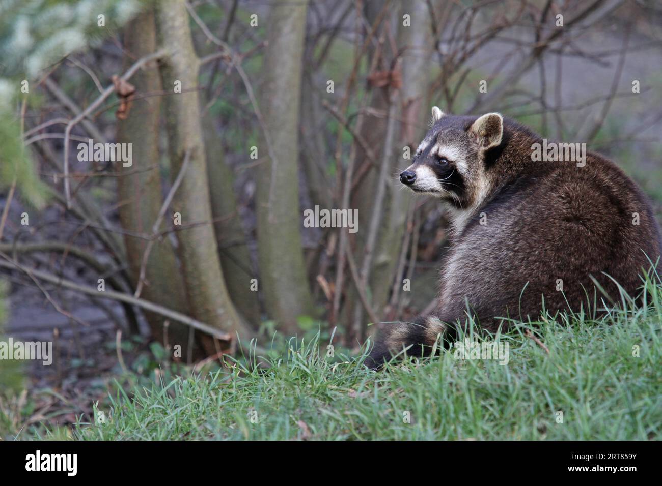 Waschbaer hi-res stock photography and images - Alamy