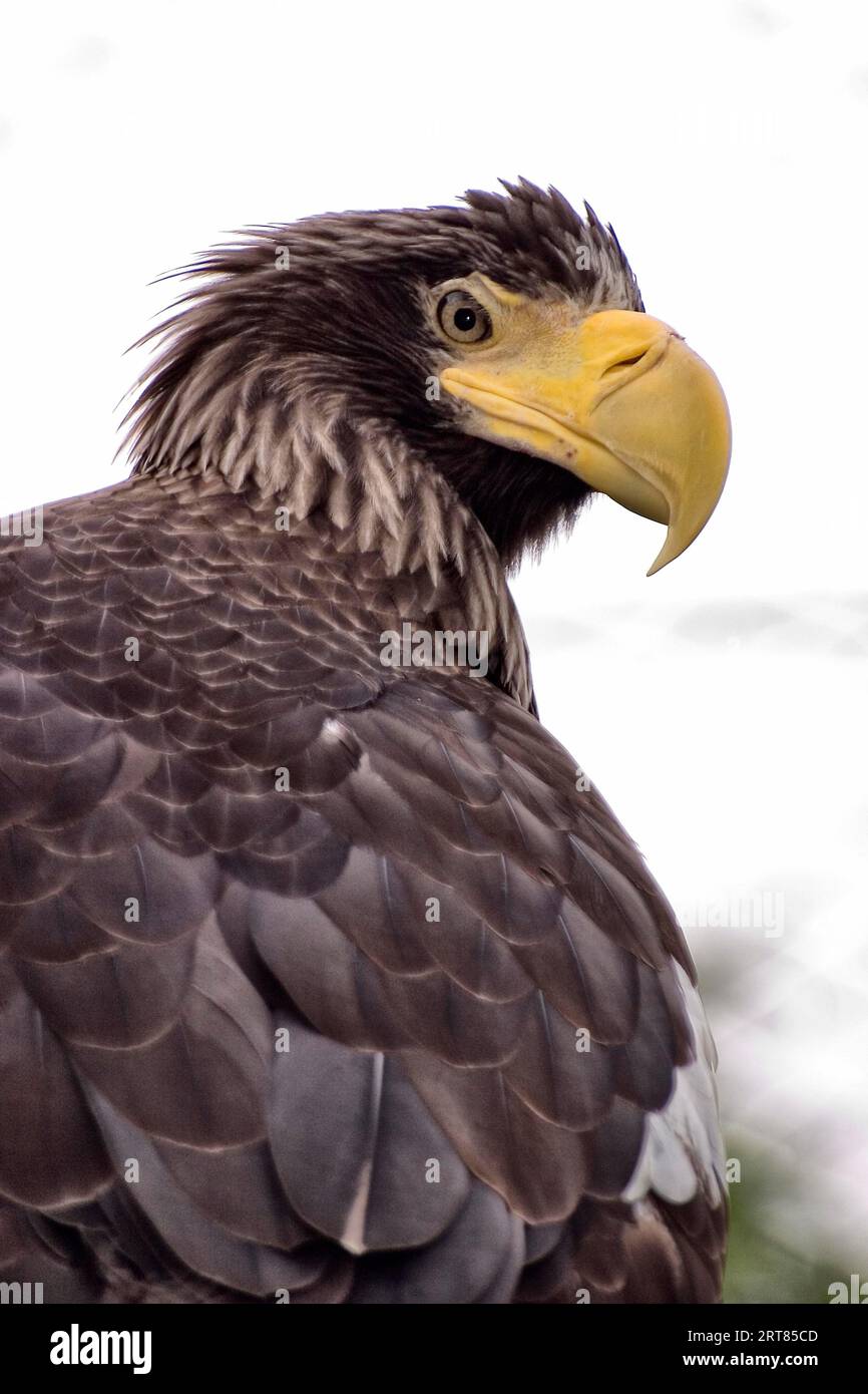 Giant white tailed eagle hi-res stock photography and images - Alamy