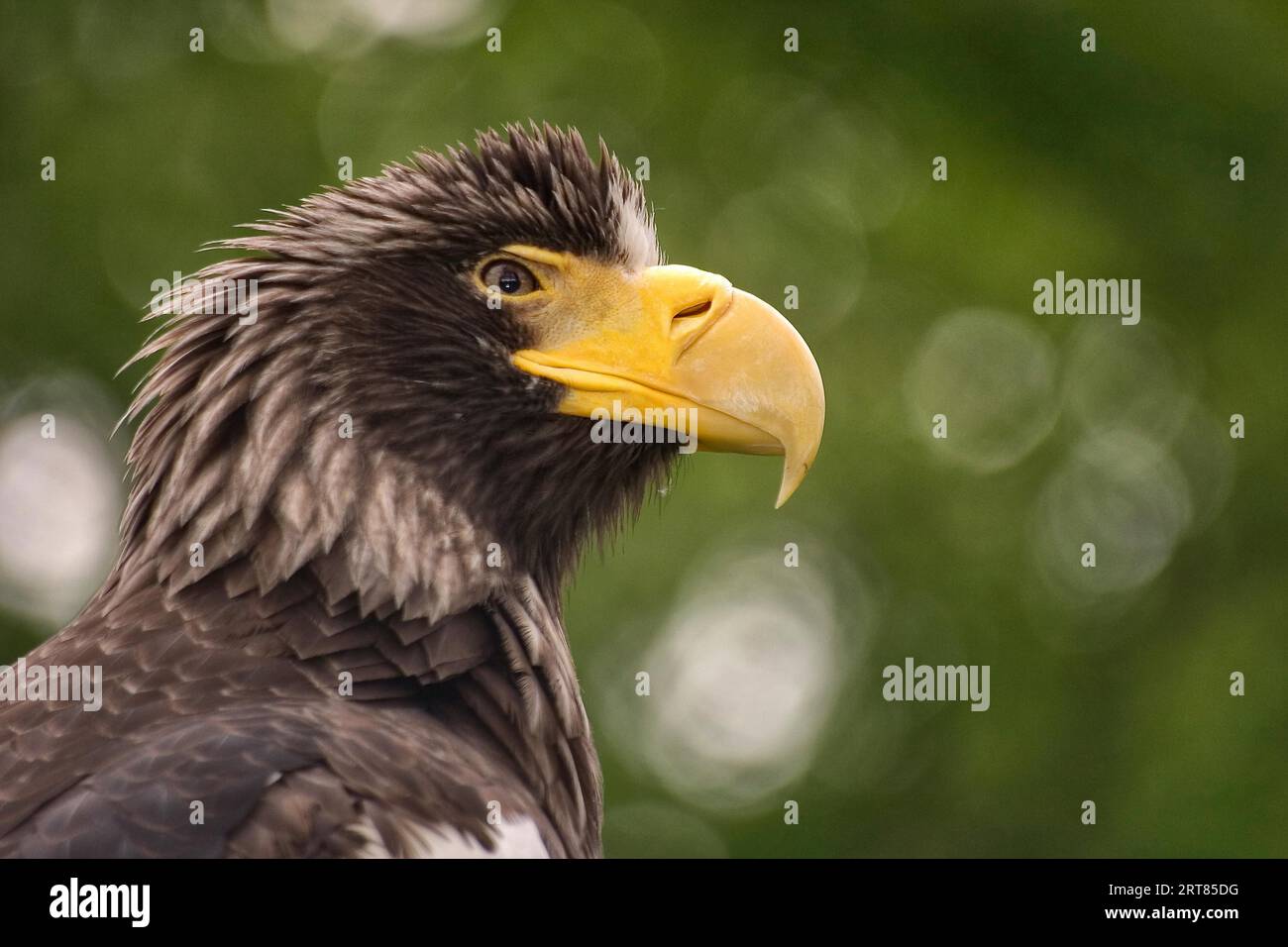 Giant white tailed eagle hi-res stock photography and images - Alamy