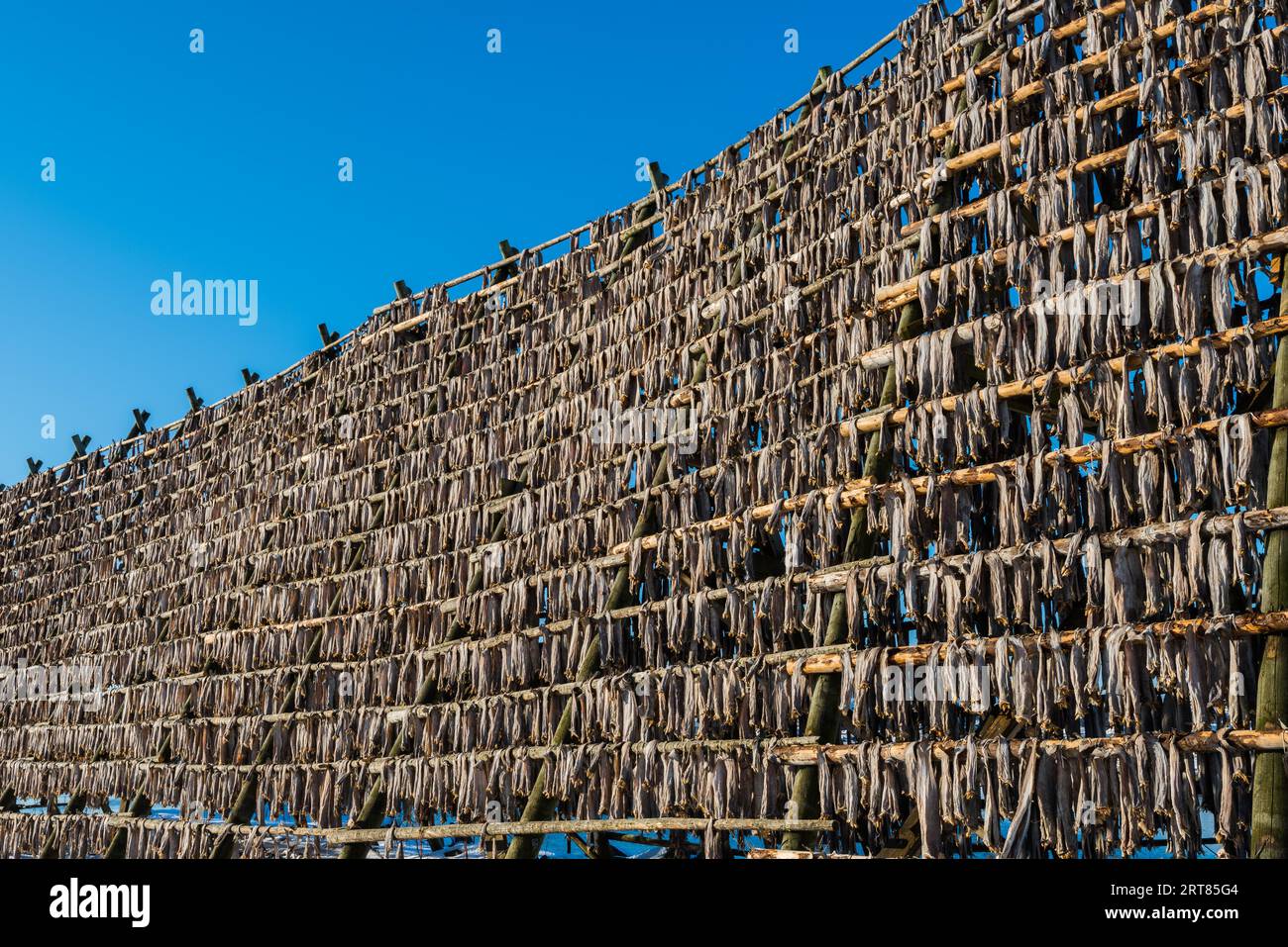 Giant wooden racks with tons of cod fish hanging in open sea air to dry ...
