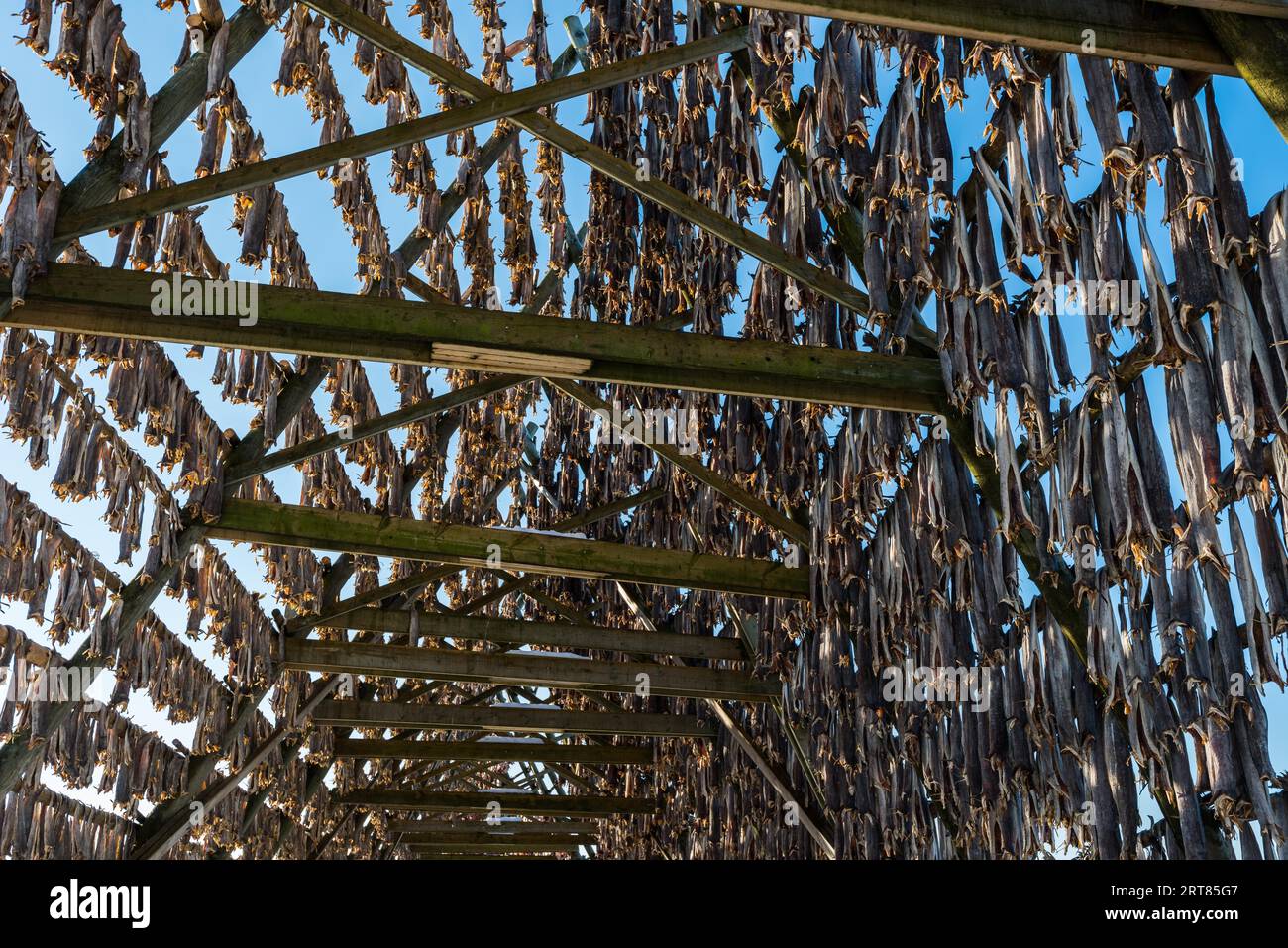 Giant wooden racks with tons of cod fish hanging in open sea air to dry ...