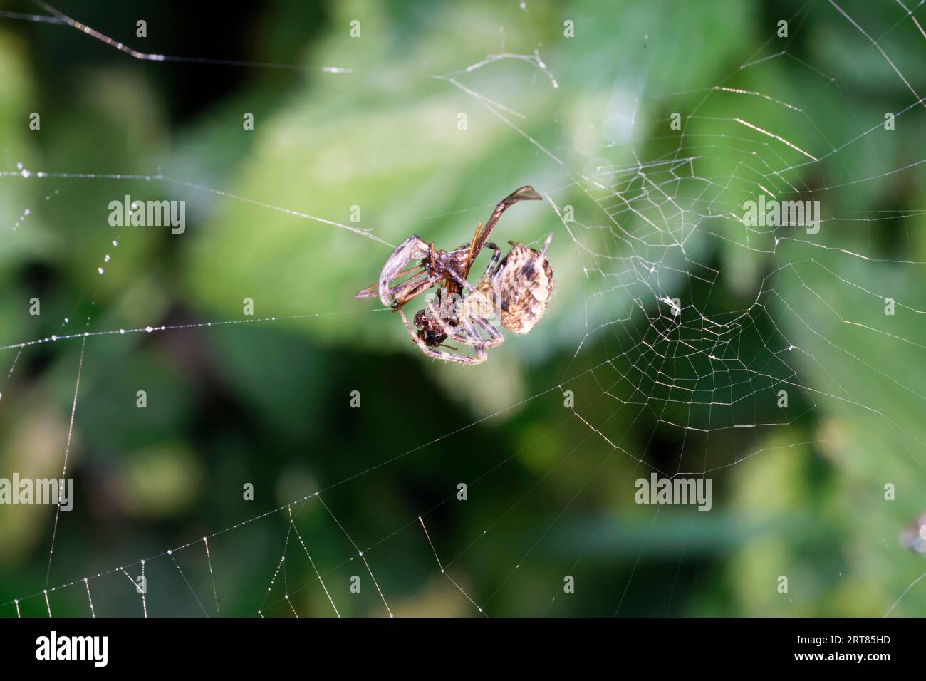 Two spiders in pre-mating with a fly wrapped in silk Stock Photo - Alamy