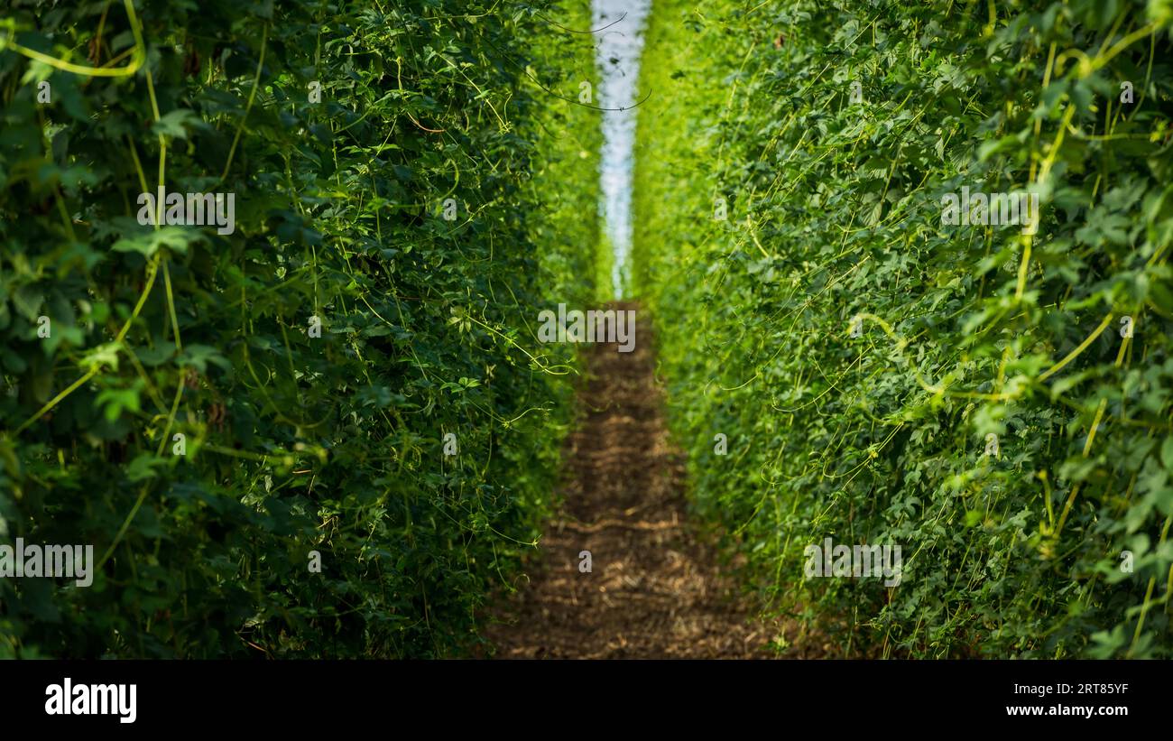 Standing inside of field with large hop plants growing in biggest hop ...