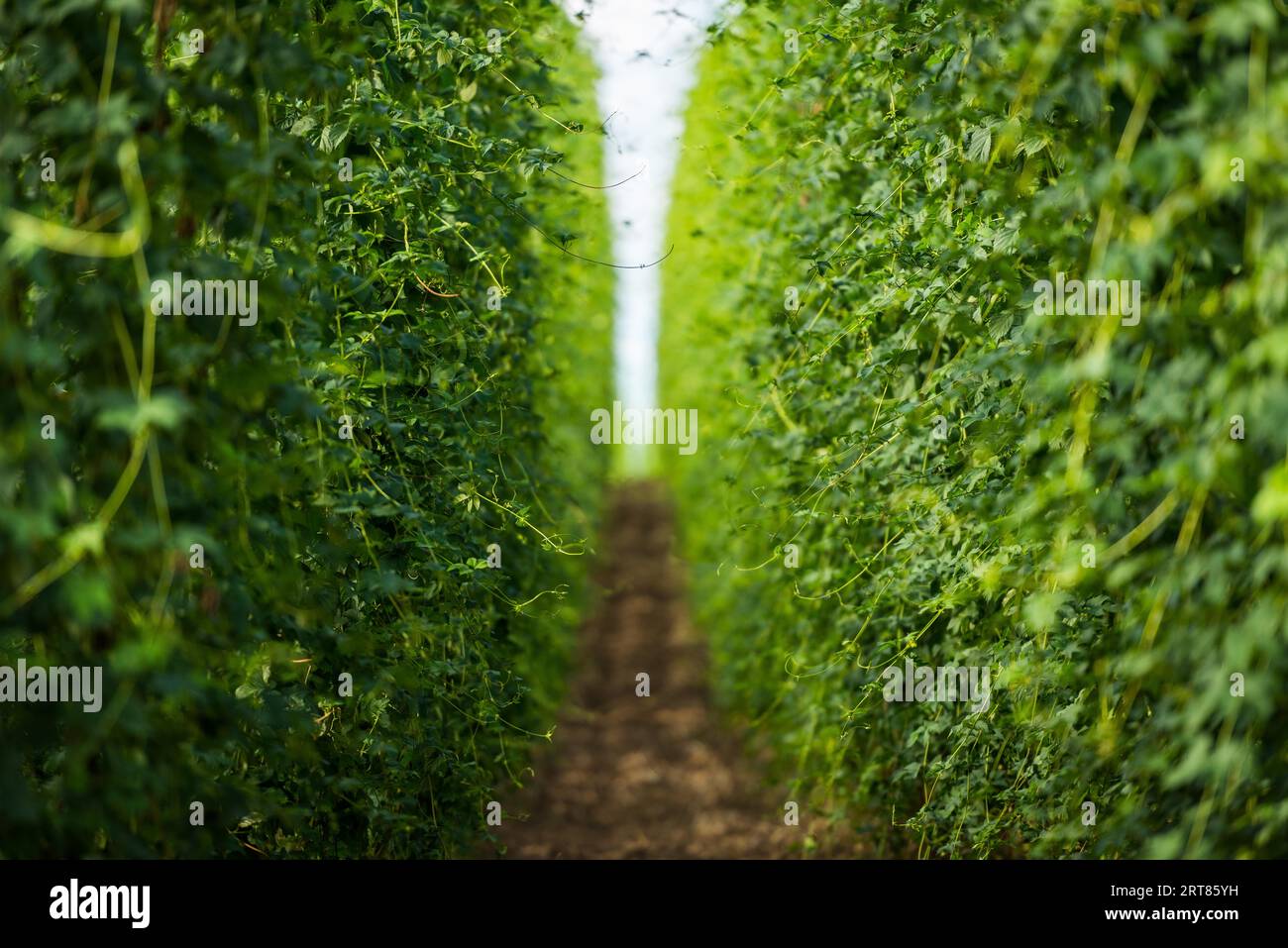 Standing inside of field with large hop plants growing in biggest hop ...