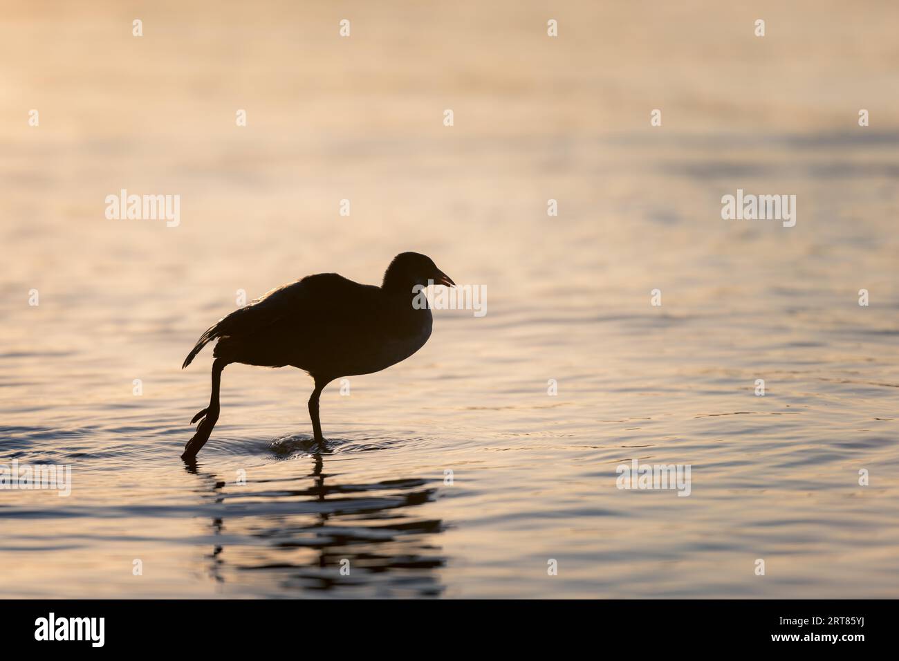 Silhouette of a water bird standing in the water in the dreamy morning ...