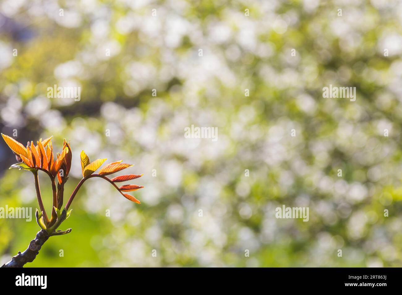 Walnut blooms. Walnuts young leaves and inflorescence on a city ...