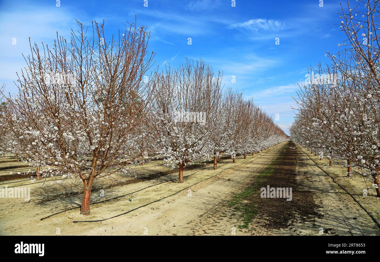 Plum alley hi-res stock photography and images - Alamy