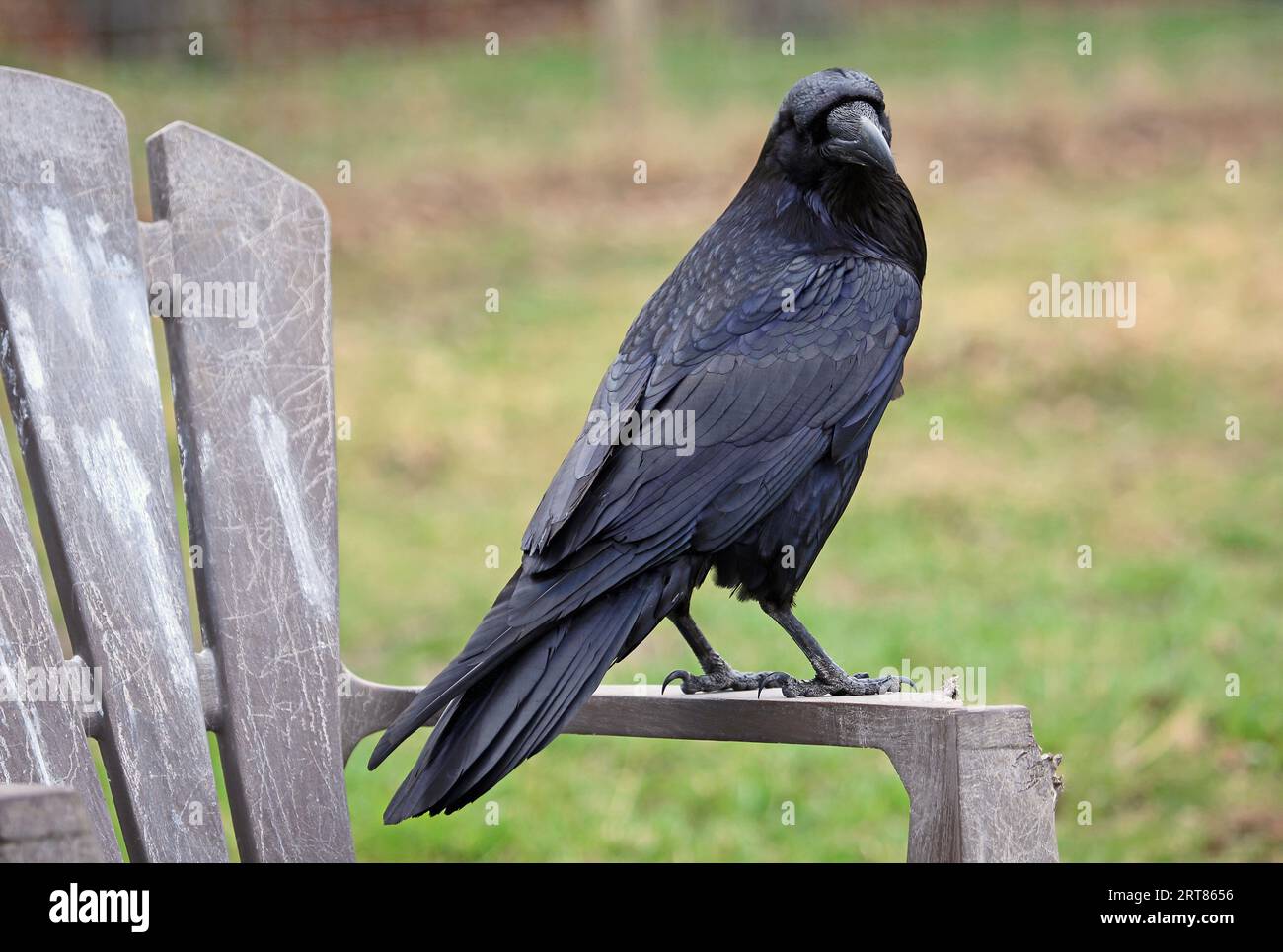 Raven bird beautiful hi-res stock photography and images - Alamy