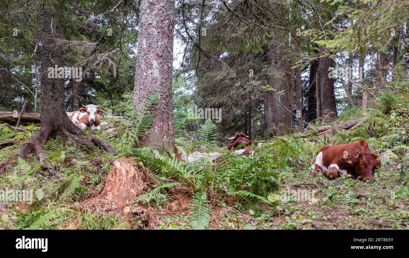 Herd of cows lying around very relaxed in the middle of pine tree ...