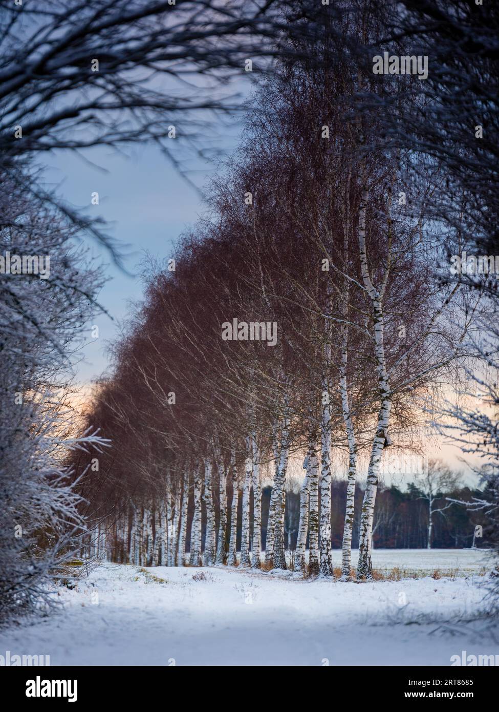 Beautiful birch tree alley for pedestrians and cyclists with fresh snow ...