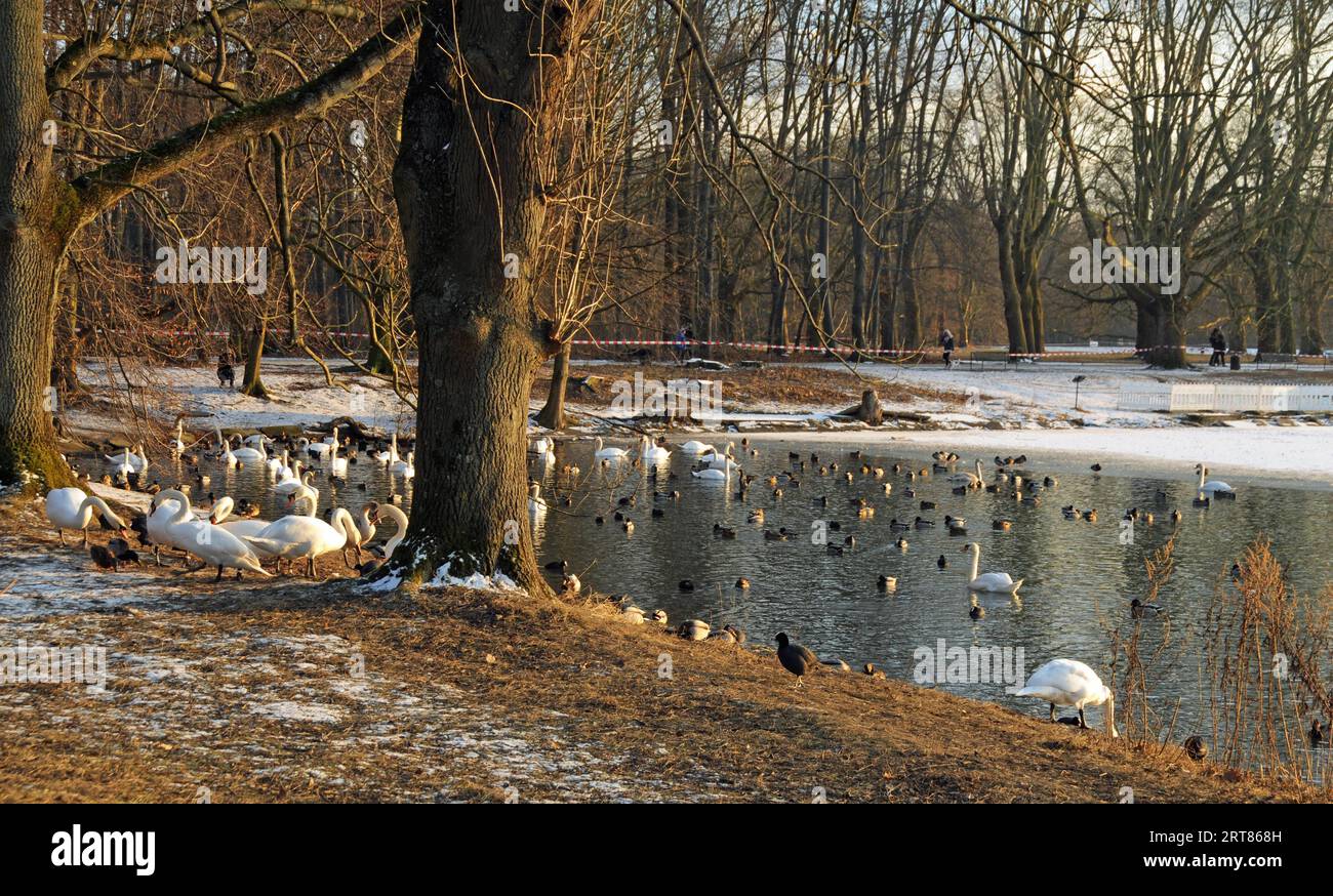 Ice rink on a pond Stock Photo - Alamy