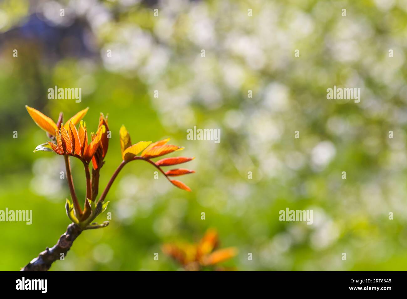 Walnut blooms. Walnuts young leaves and inflorescence on a city ...