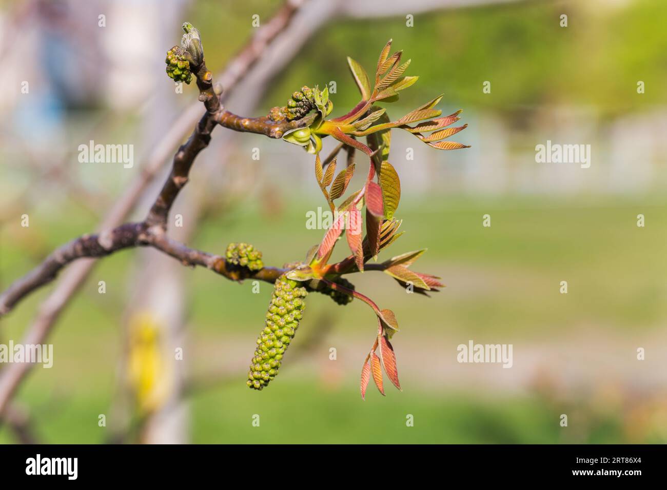 Walnut blooms. Walnuts young leaves and inflorescence on a city ...