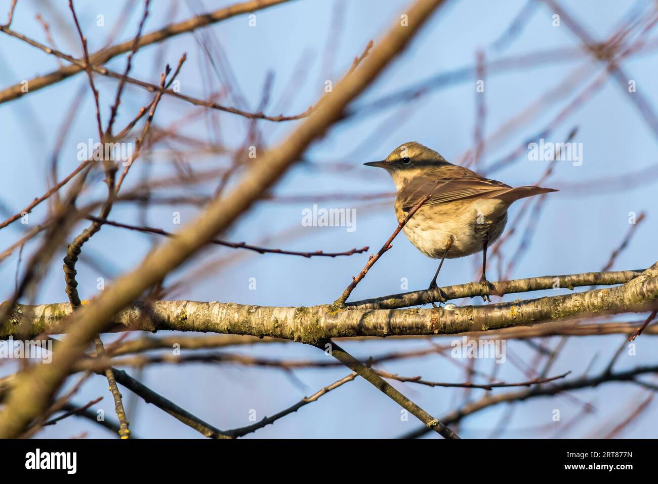Pipit plant hi-res stock photography and images - Alamy