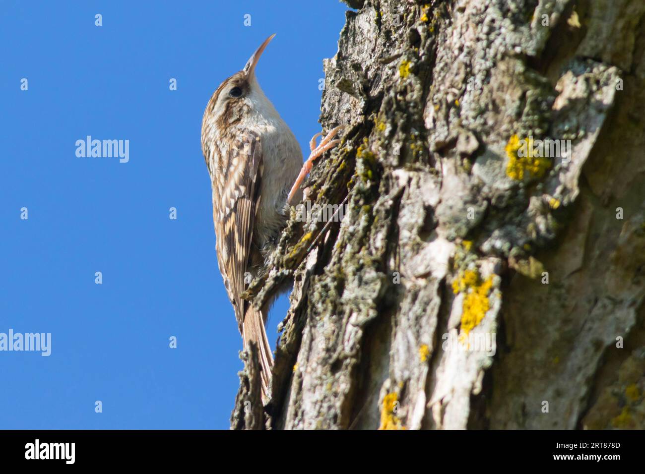 A common tree-creeper is searching for fodder on the tree trunk, A ...