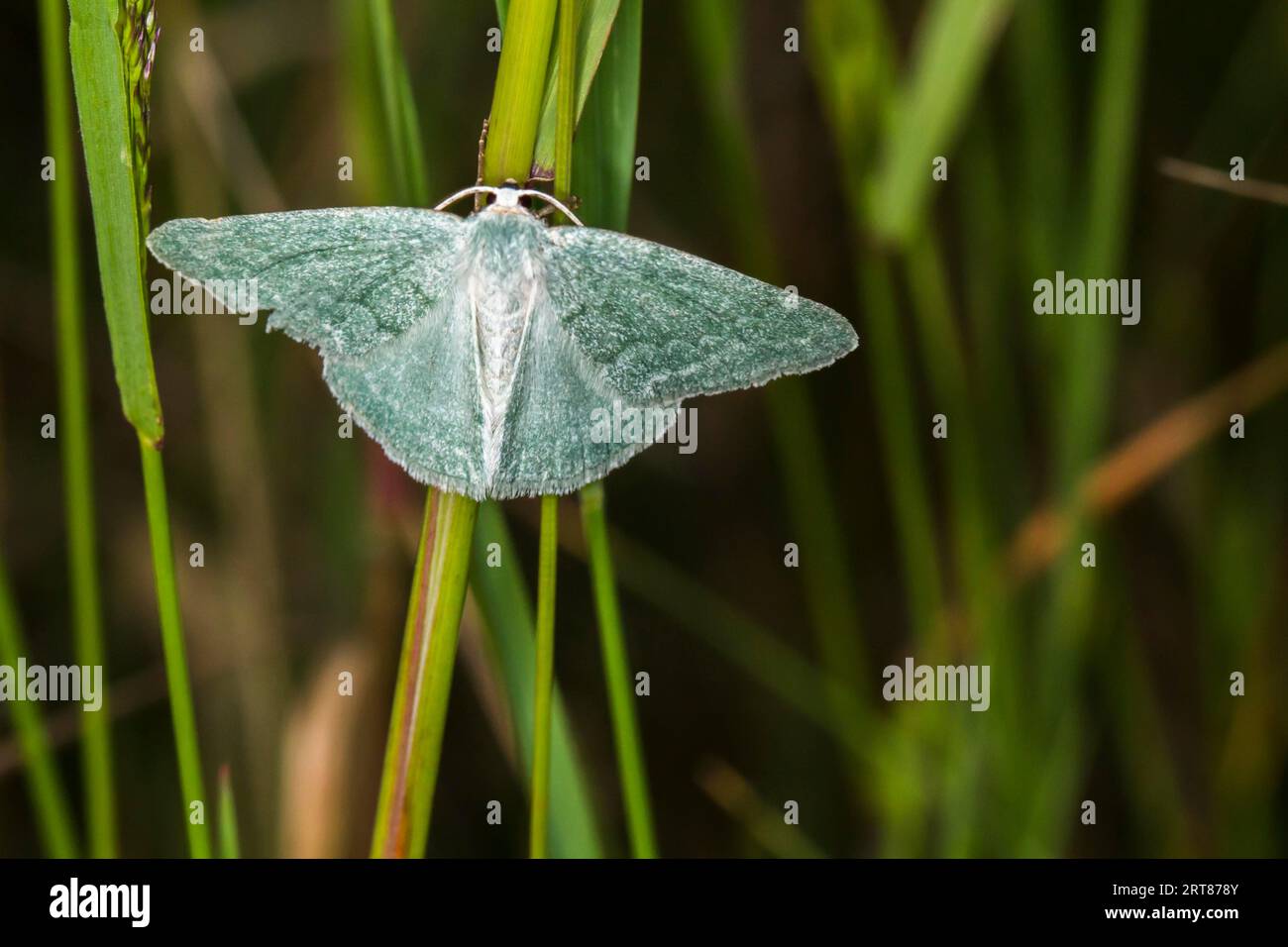 A broom-green moth at rest, A grass emerald on a grass-stock Stock ...